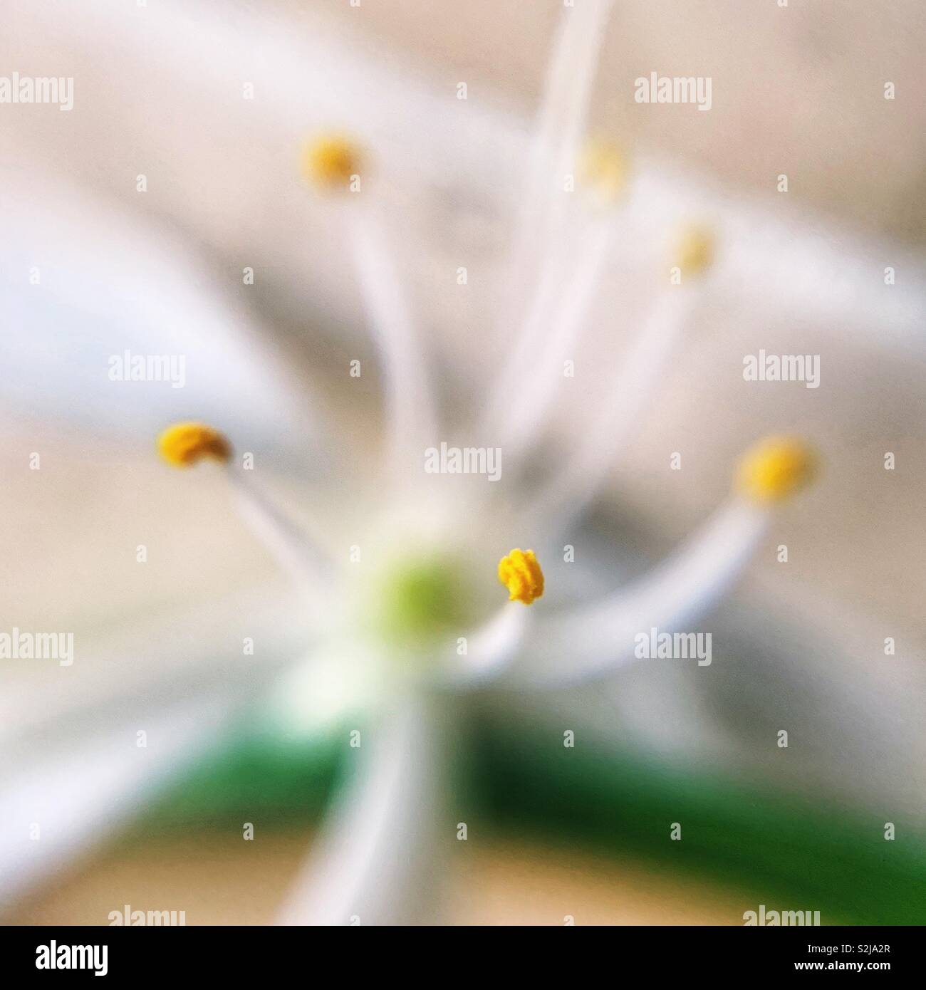 Flower up close Stock Photo - Alamy
