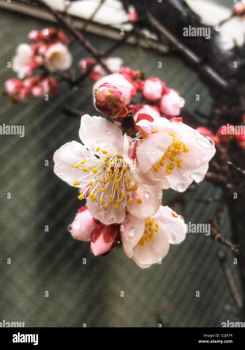 Plum is light hi-res stock photography and images - Alamy