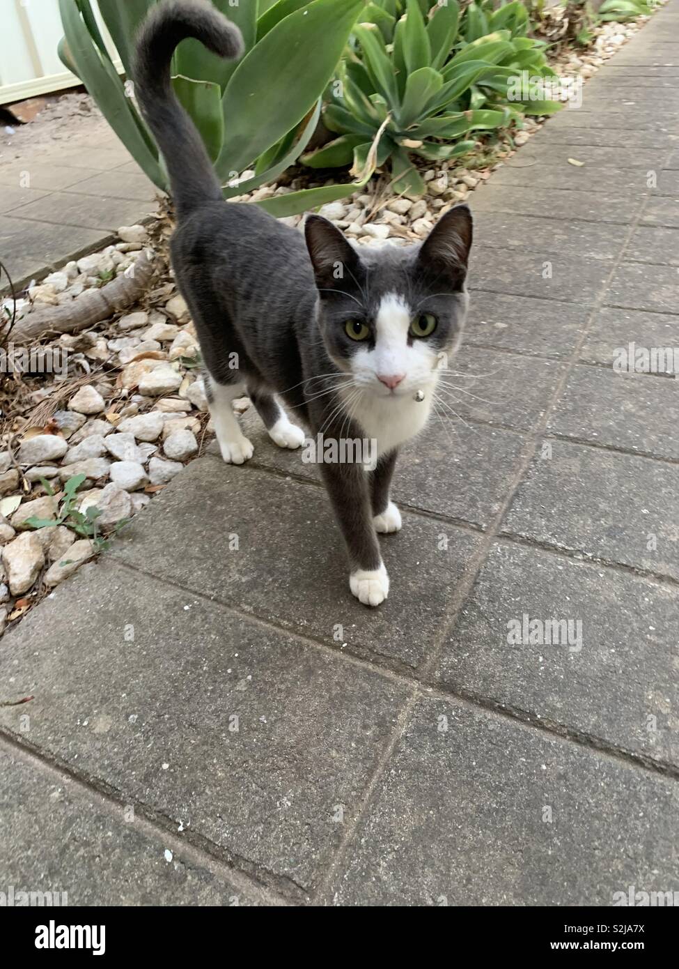 Friendly cat hi-res stock photography and images - Alamy