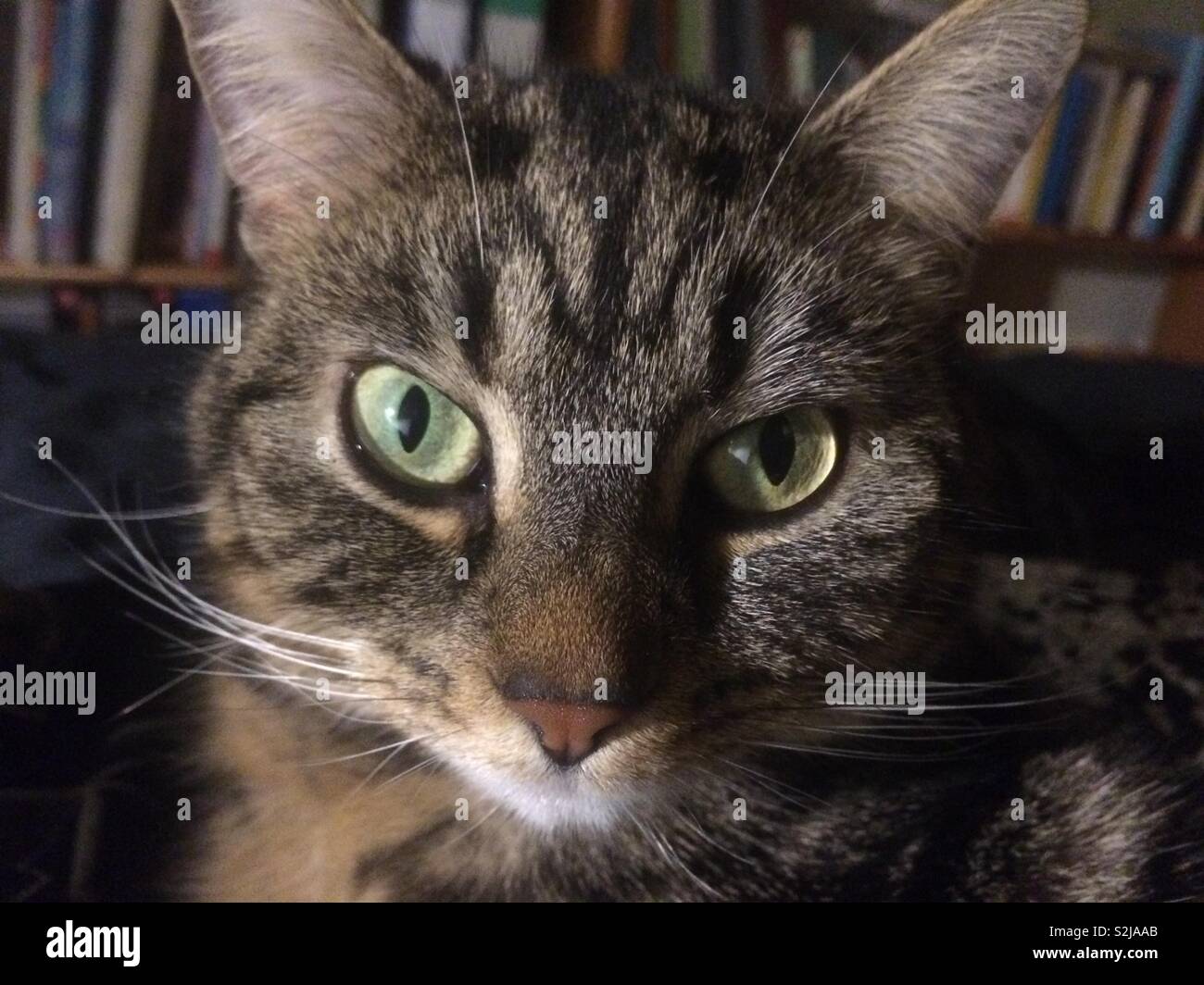 Queen of cats hi-res stock photography and images - Alamy