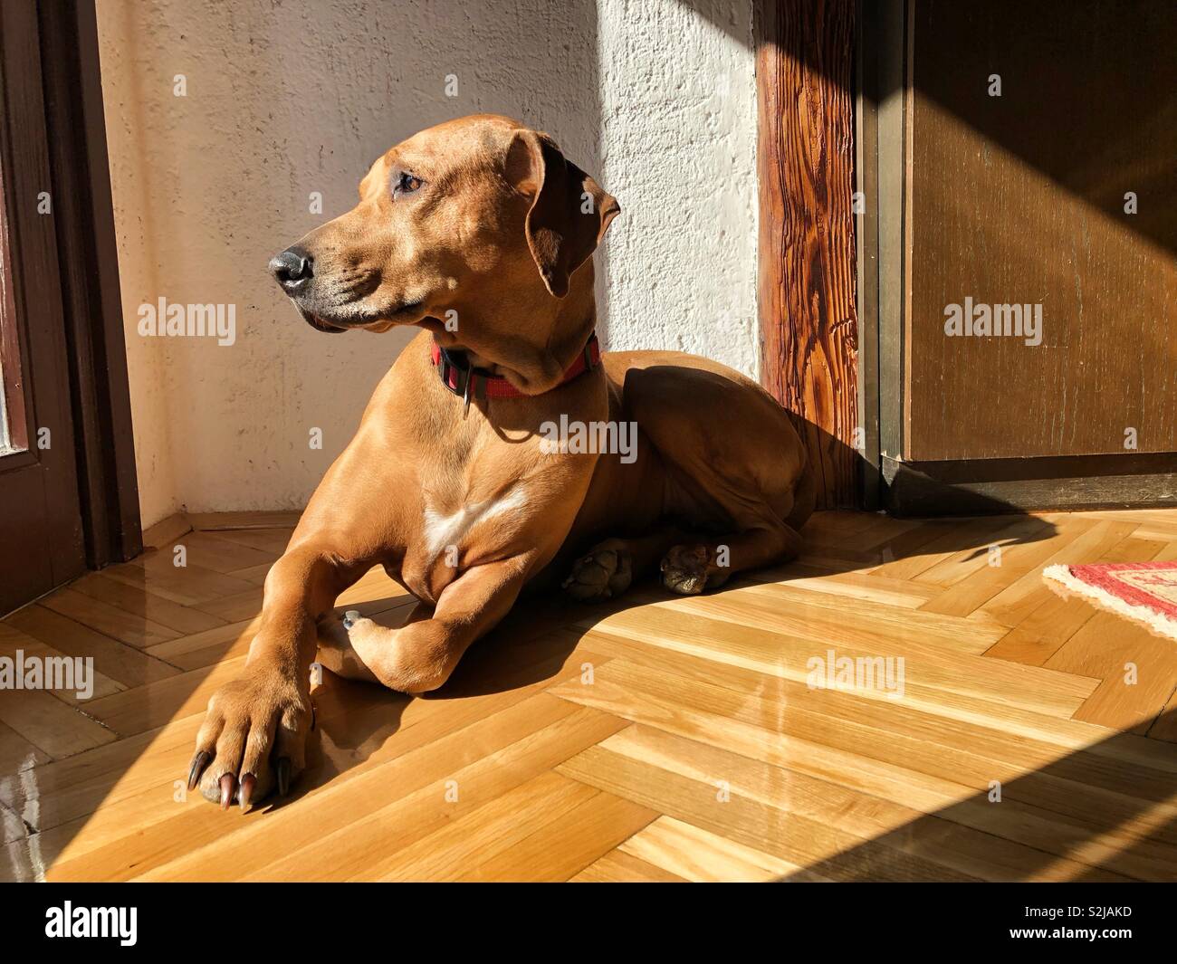 Dog sunbathing hi-res stock photography and images - Alamy