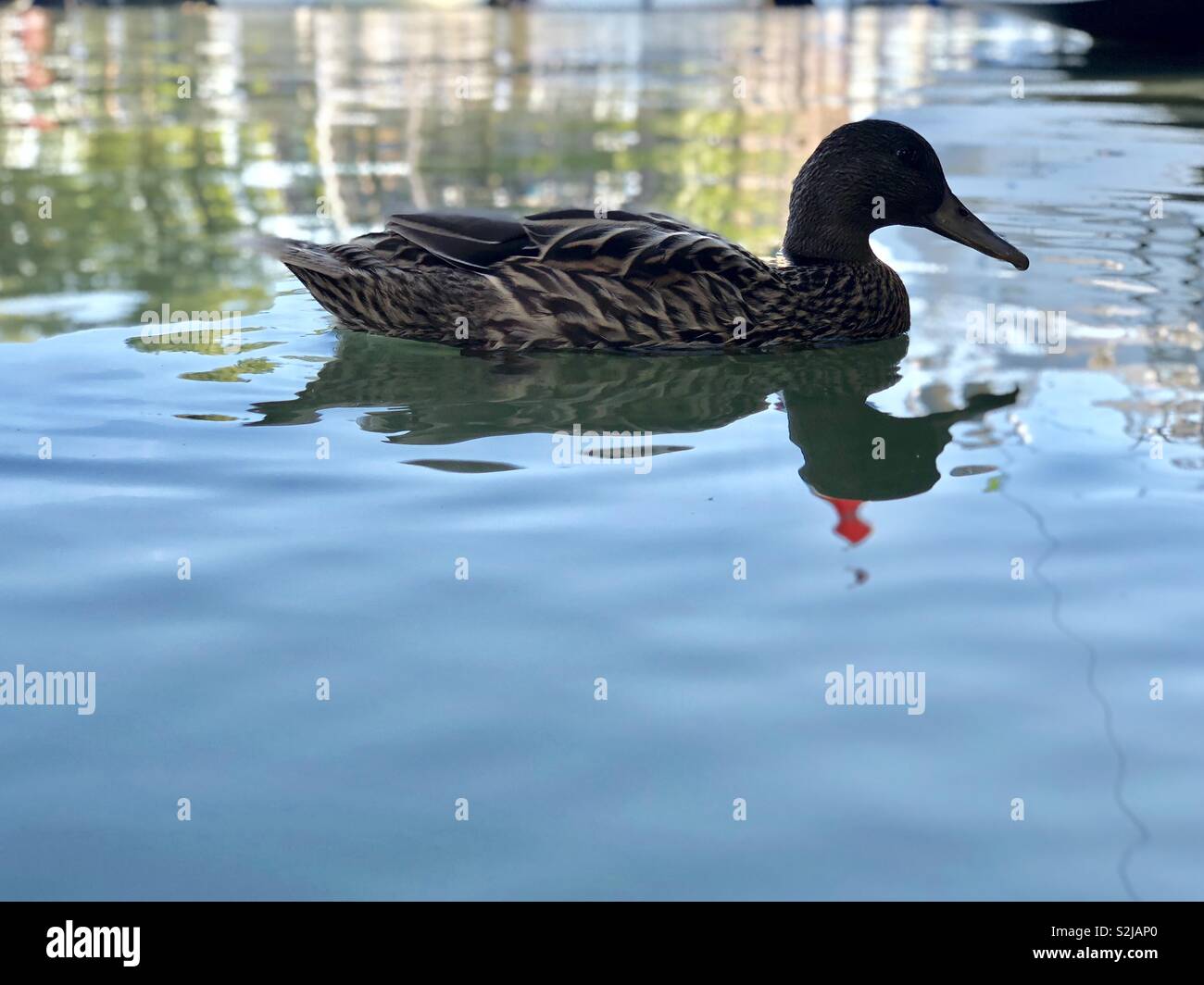 Duck swimming on water Stock Photo - Alamy