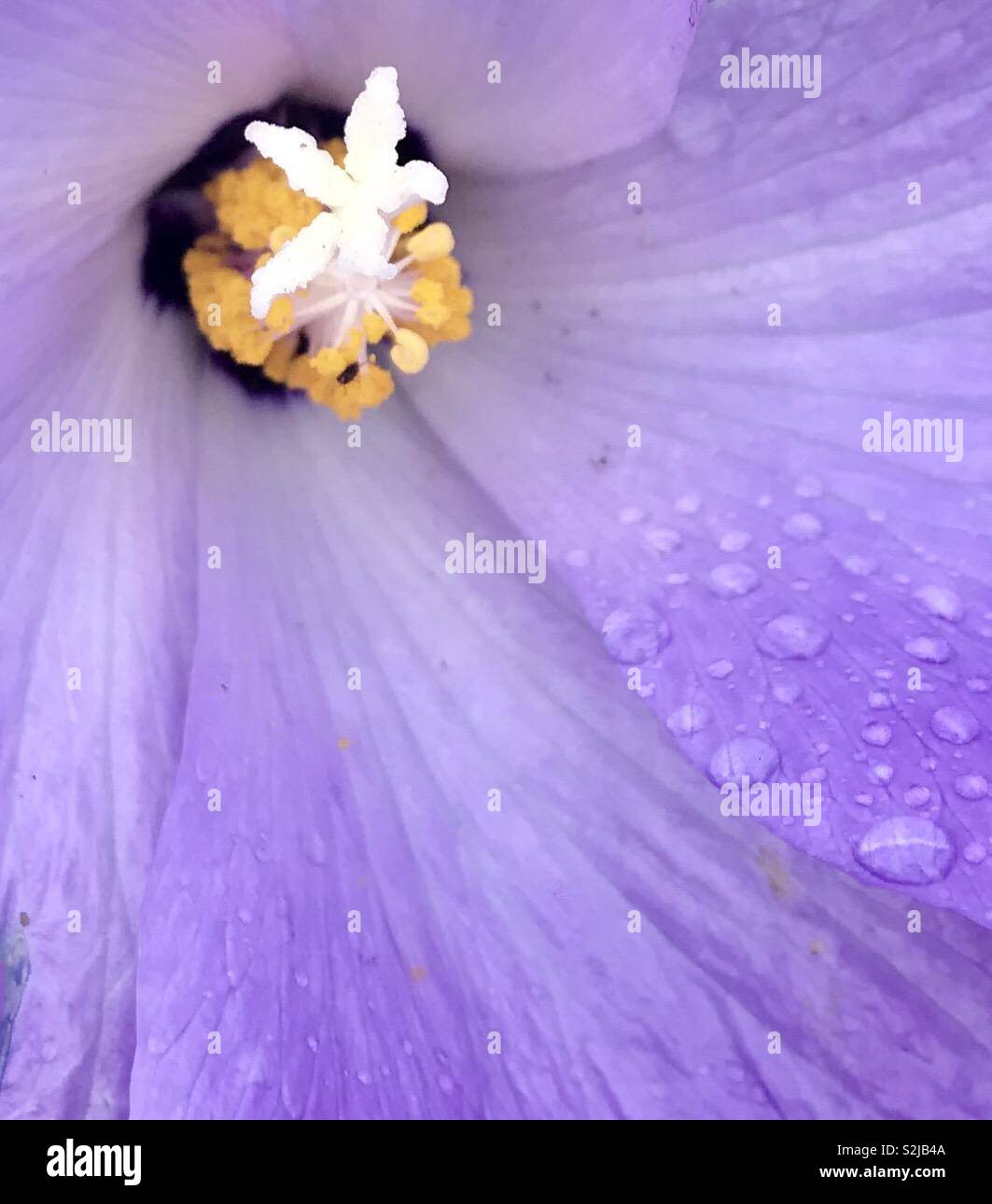 Inside flower hi-res stock photography and images - Alamy
