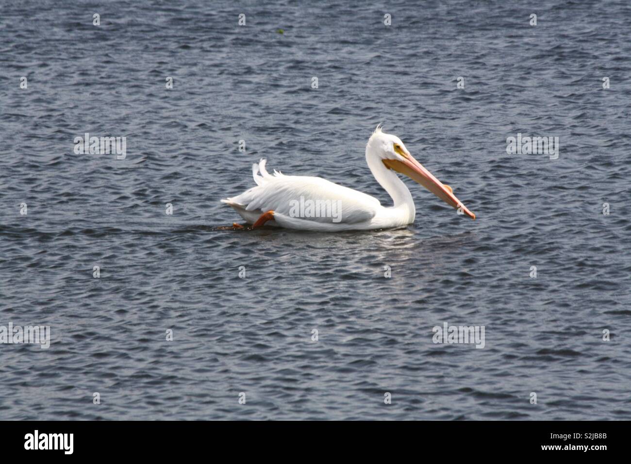 Pelican nature hi-res stock photography and images - Alamy