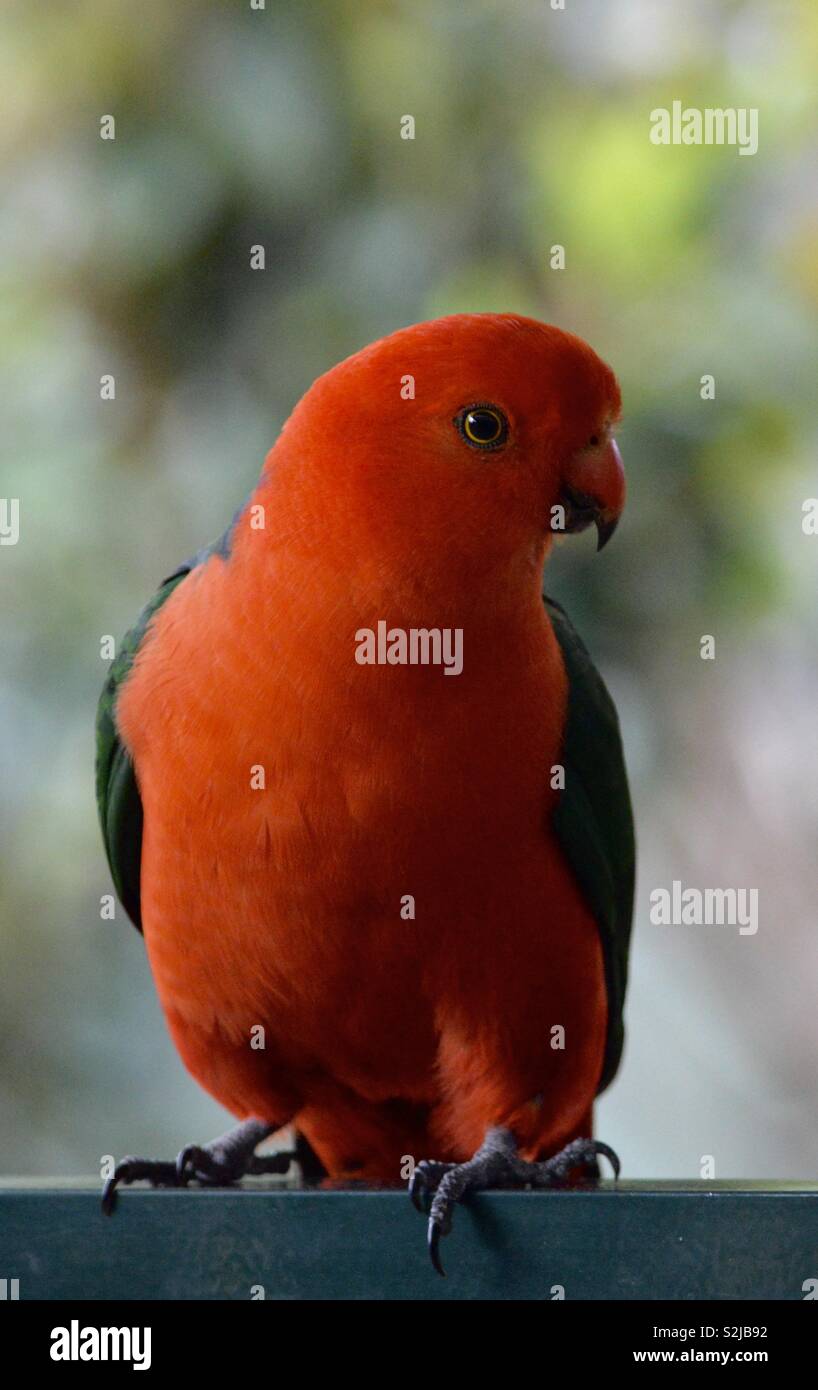 Red bird of australia hi-res stock photography and images - Alamy