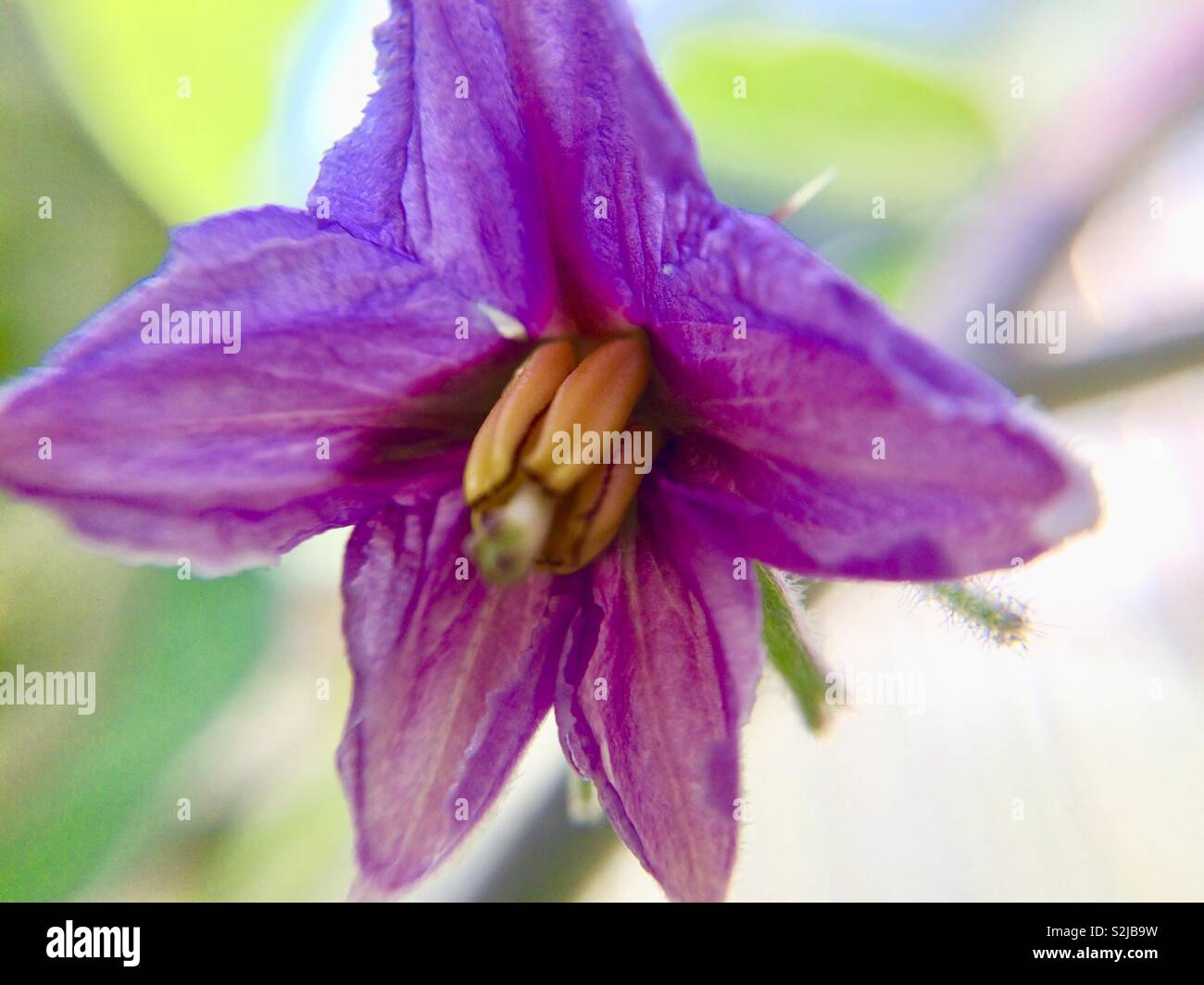 Closeup flower photography hi-res stock photography and images - Alamy