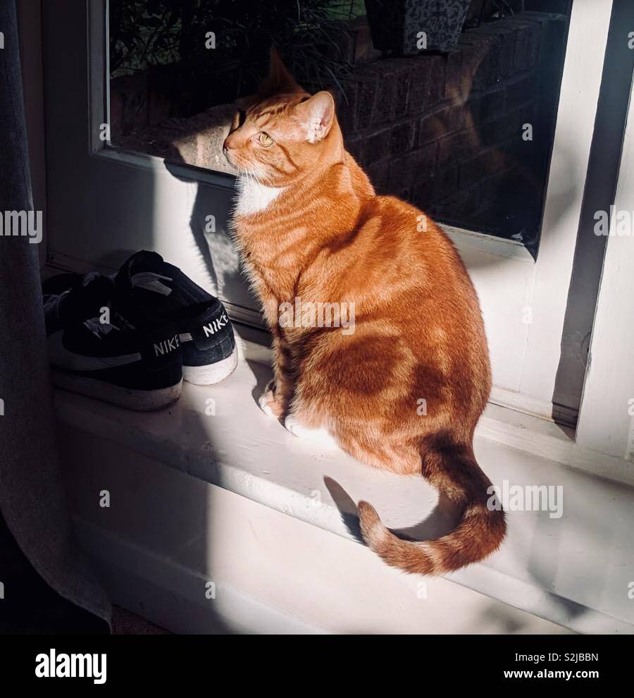 Ginger cat sat in the sun Stock Photo - Alamy