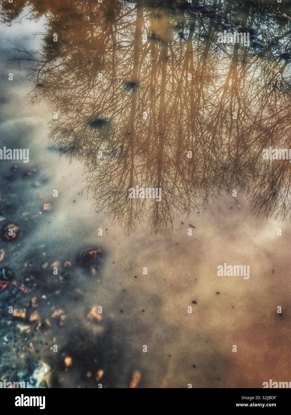 Tree reflection in puddle Stock Photo - Alamy