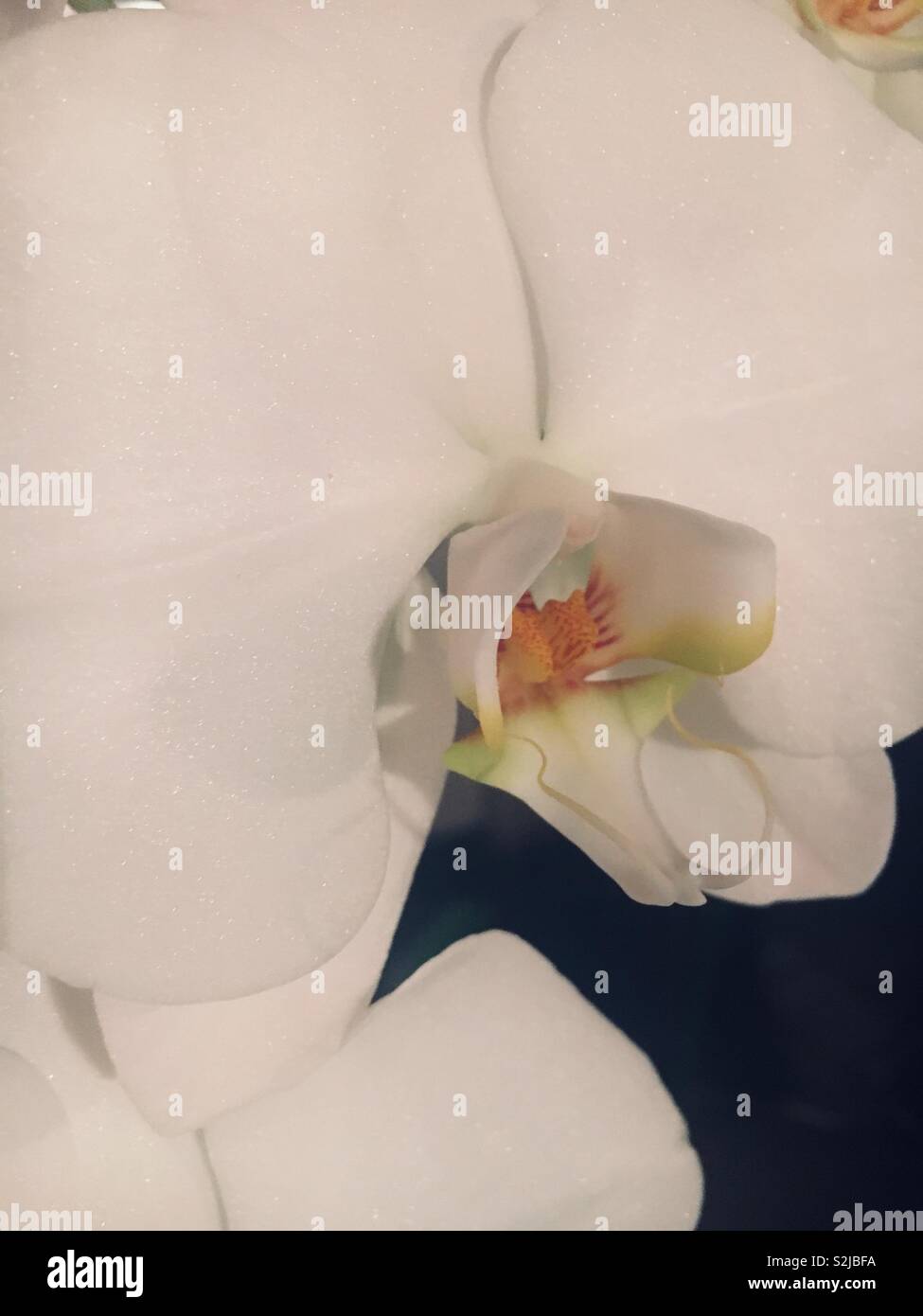 Real live super rare white moth orchid flower in full beautiful bloom ...