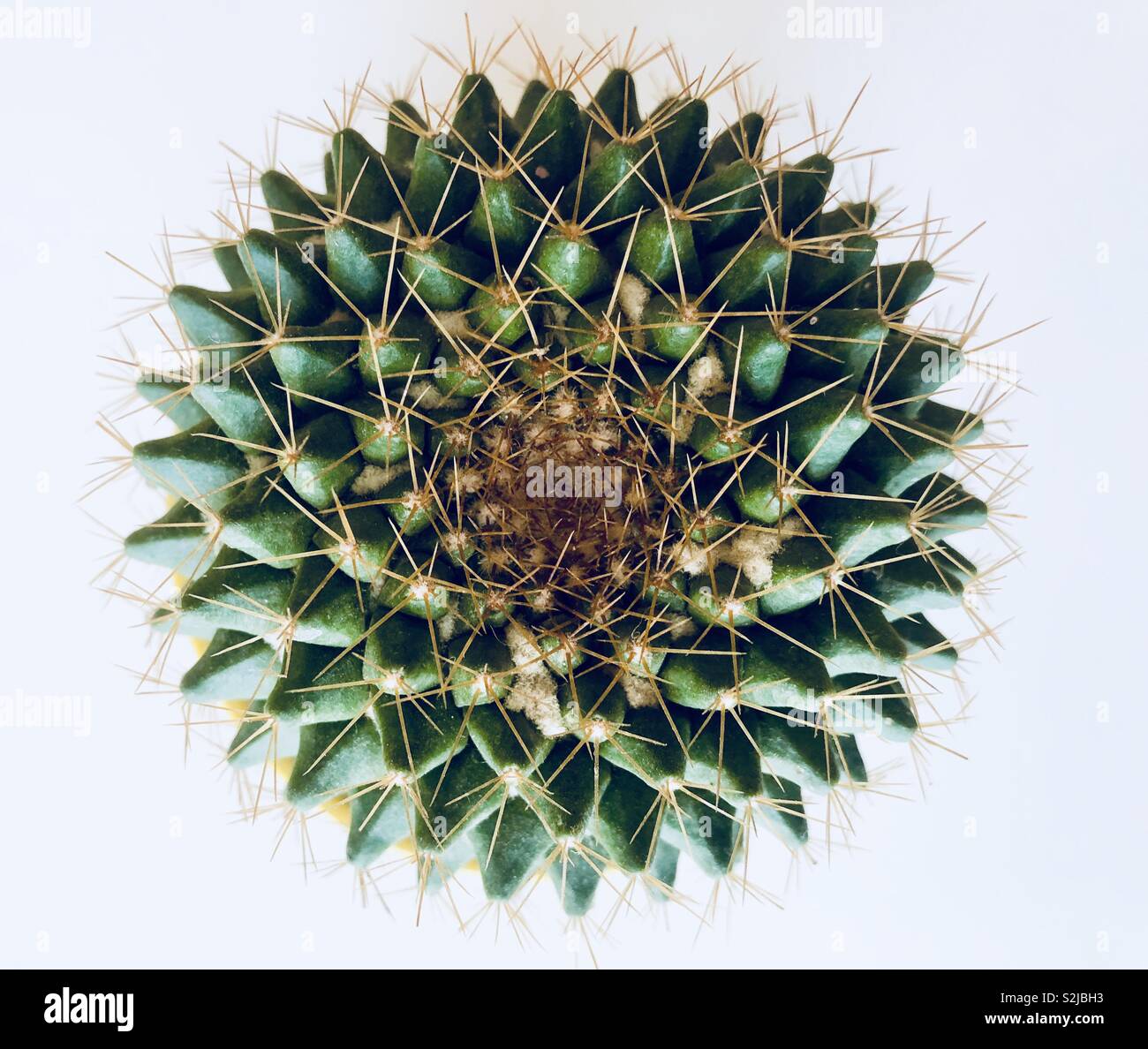 Top of cactus plant Stock Photo - Alamy