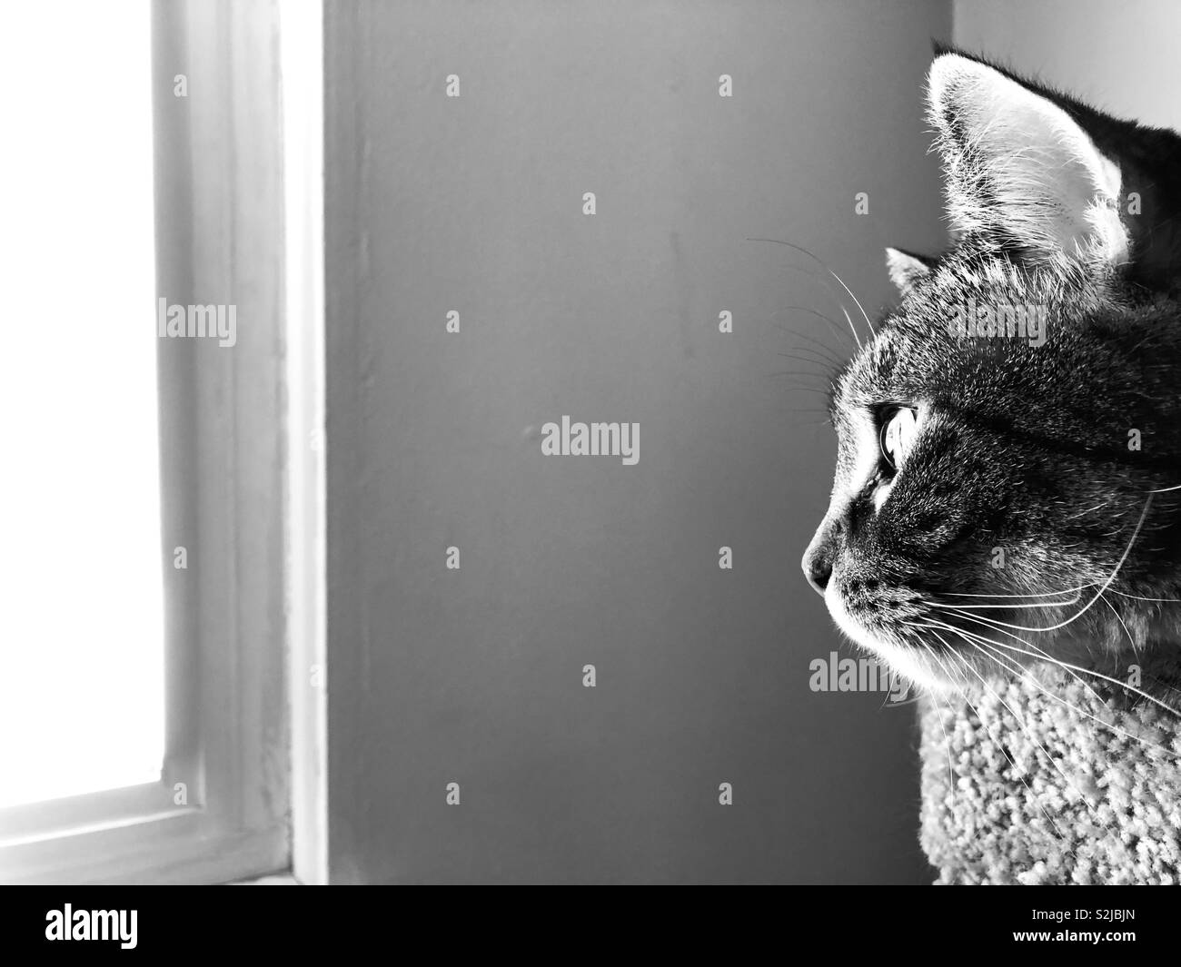 Cat bird window hi-res stock photography and images - Alamy