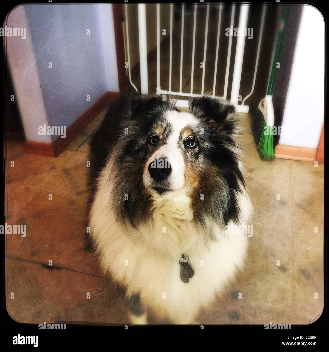 Sheltie dog on walk hi-res stock photography and images - Alamy