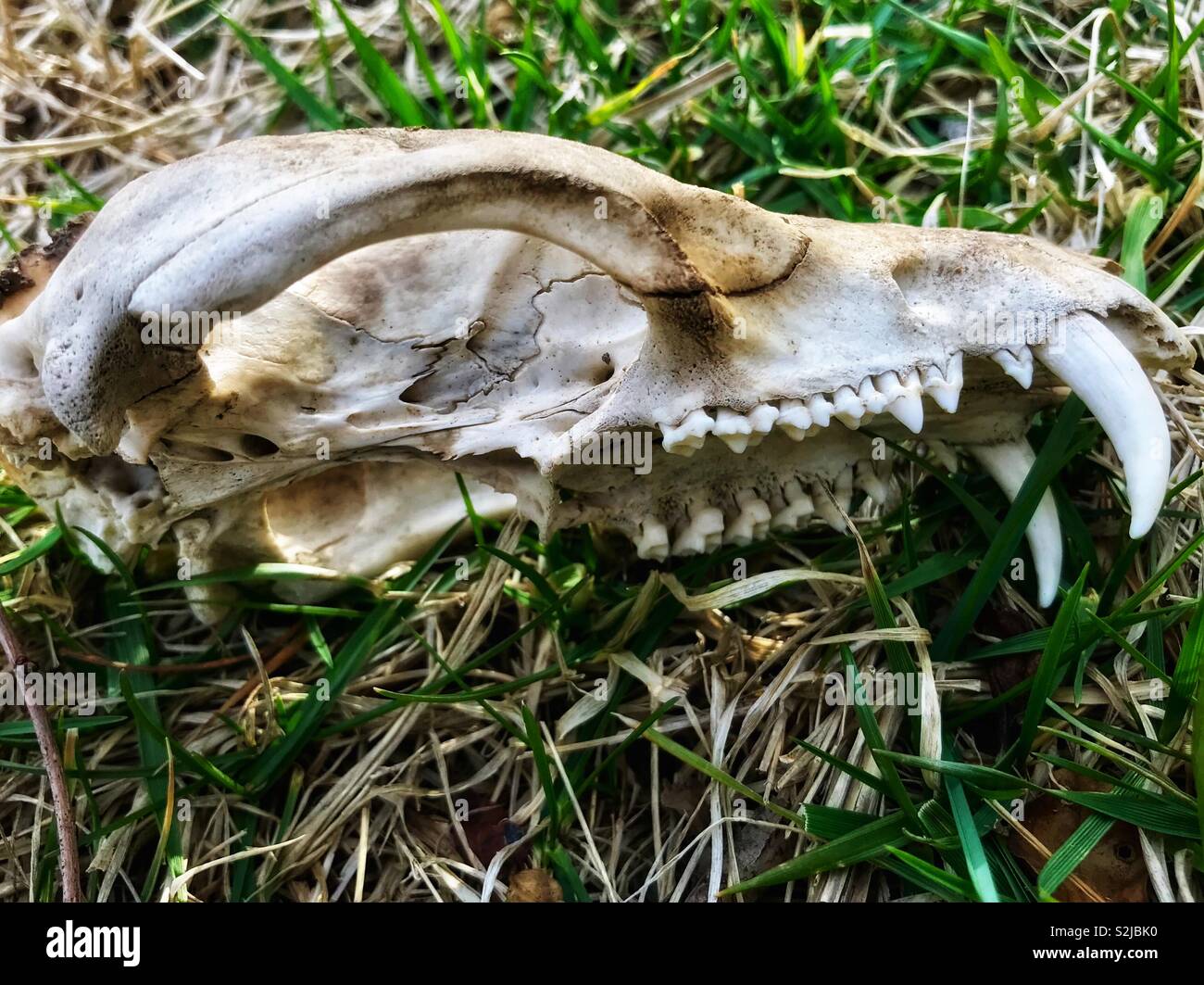 Coyote Skeleton