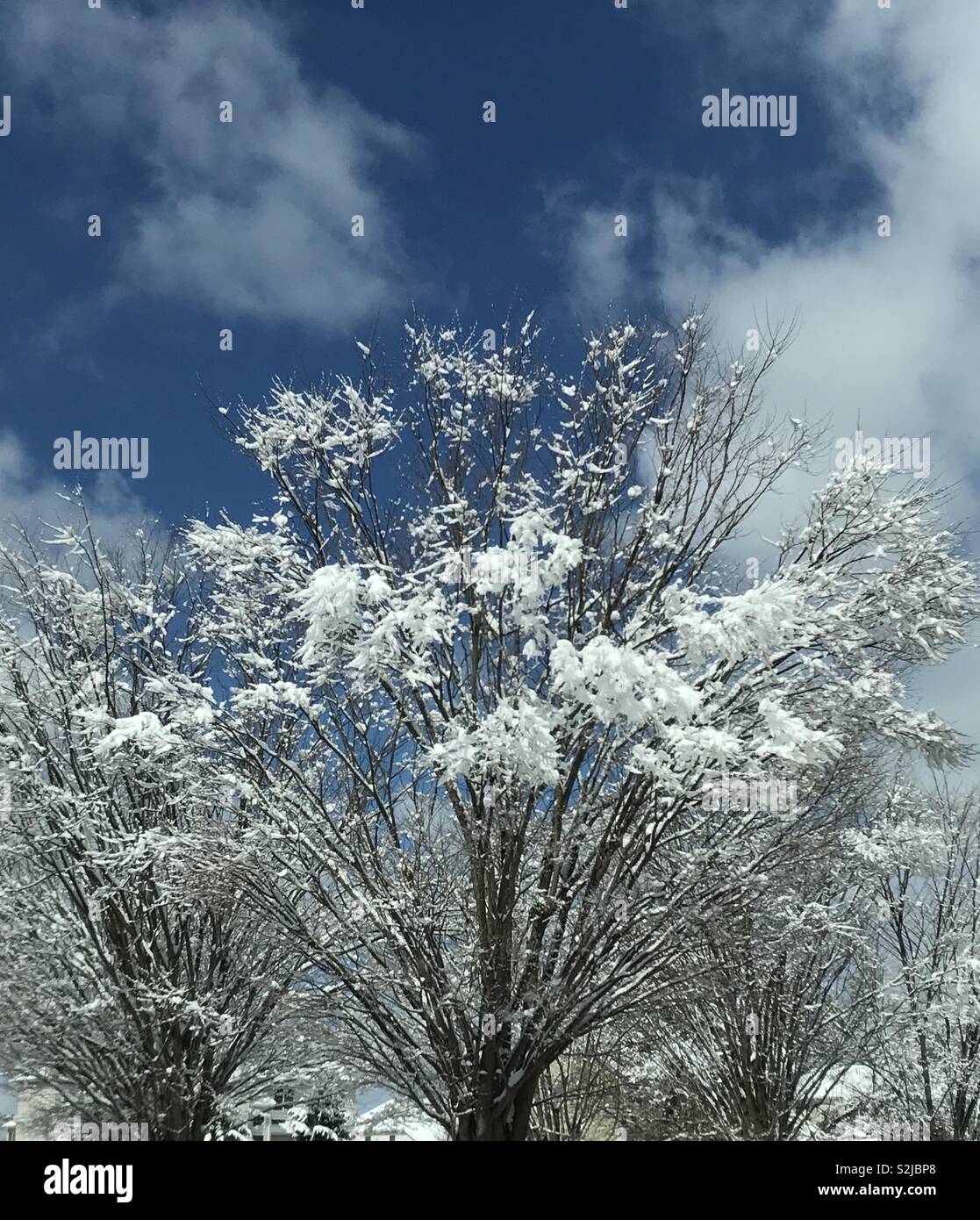 Snow White nature Stock Photo - Alamy