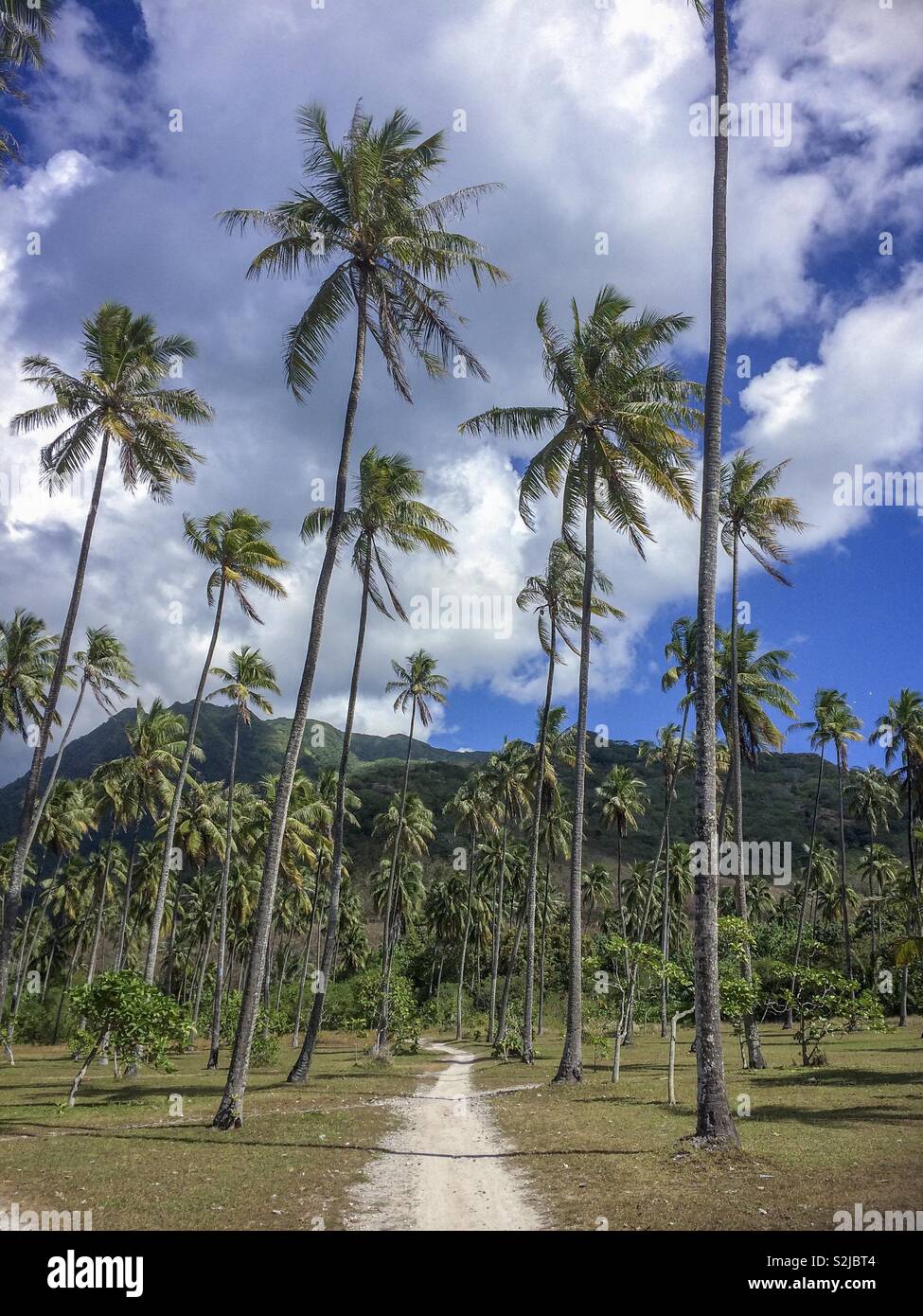 Coconut trees field Stock Photo - Alamy
