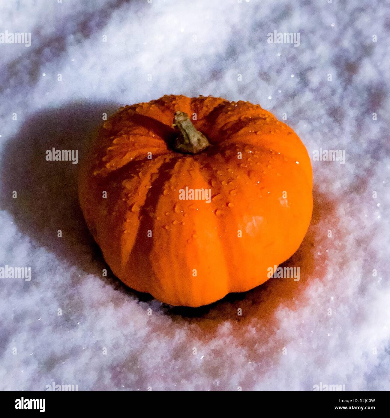Little pumpkin hi-res stock photography and images - Alamy