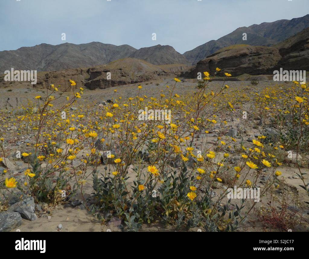 Death Valley superbloom Stock Photo - Alamy