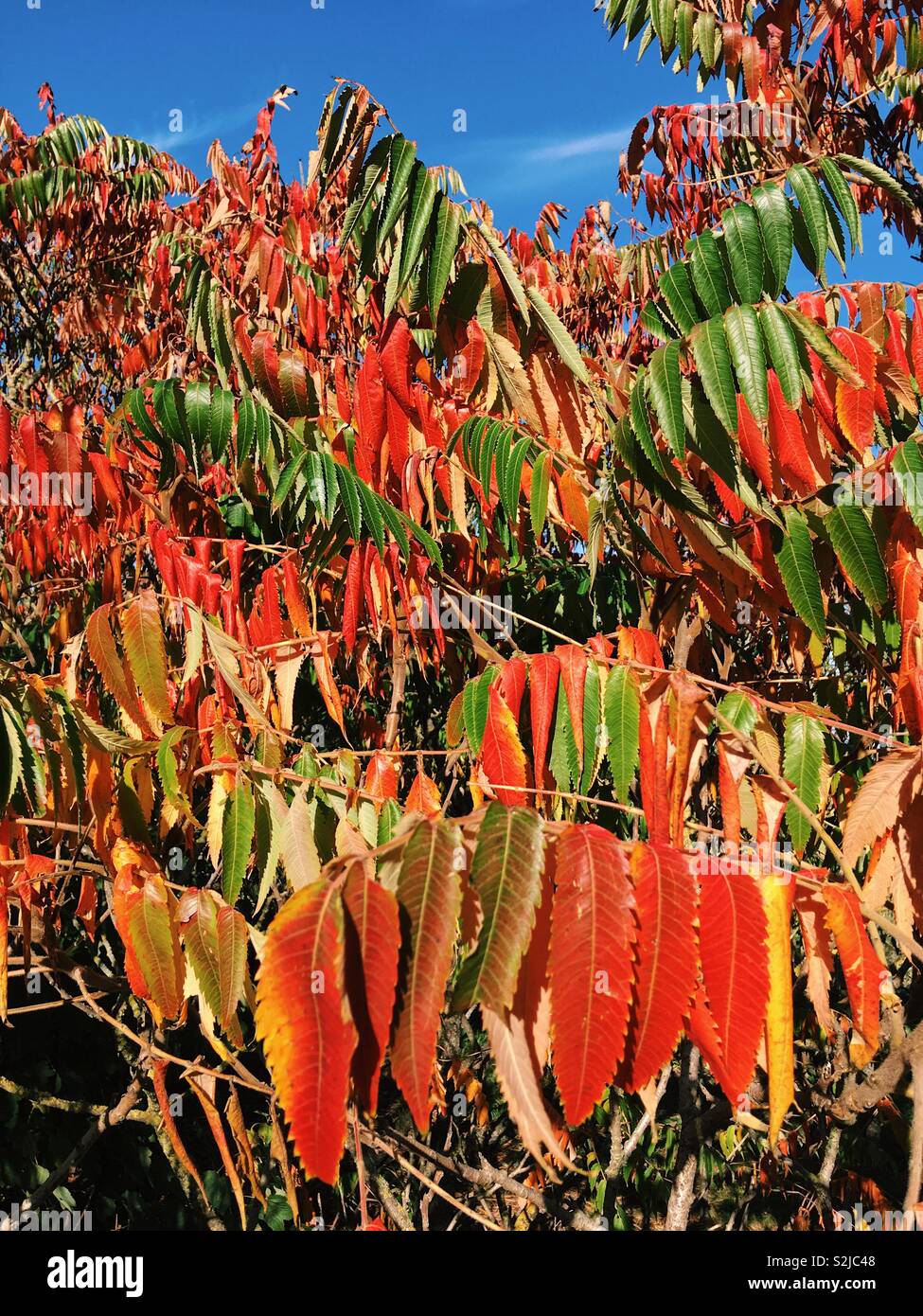 Sumach tree hi-res stock photography and images - Alamy
