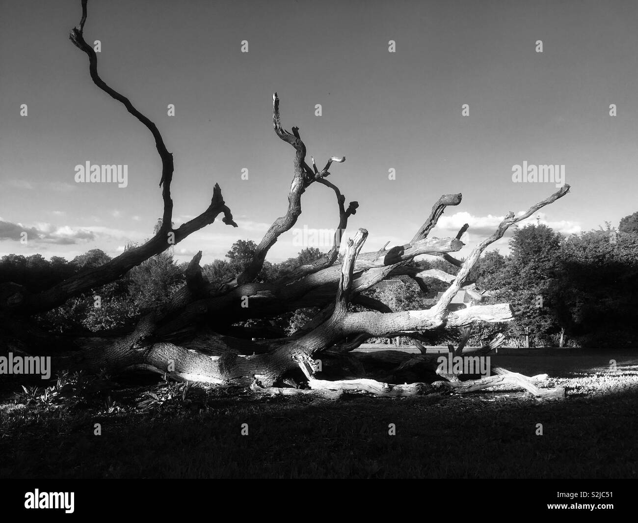 Tree struck by lightning hi-res stock photography and images - Alamy