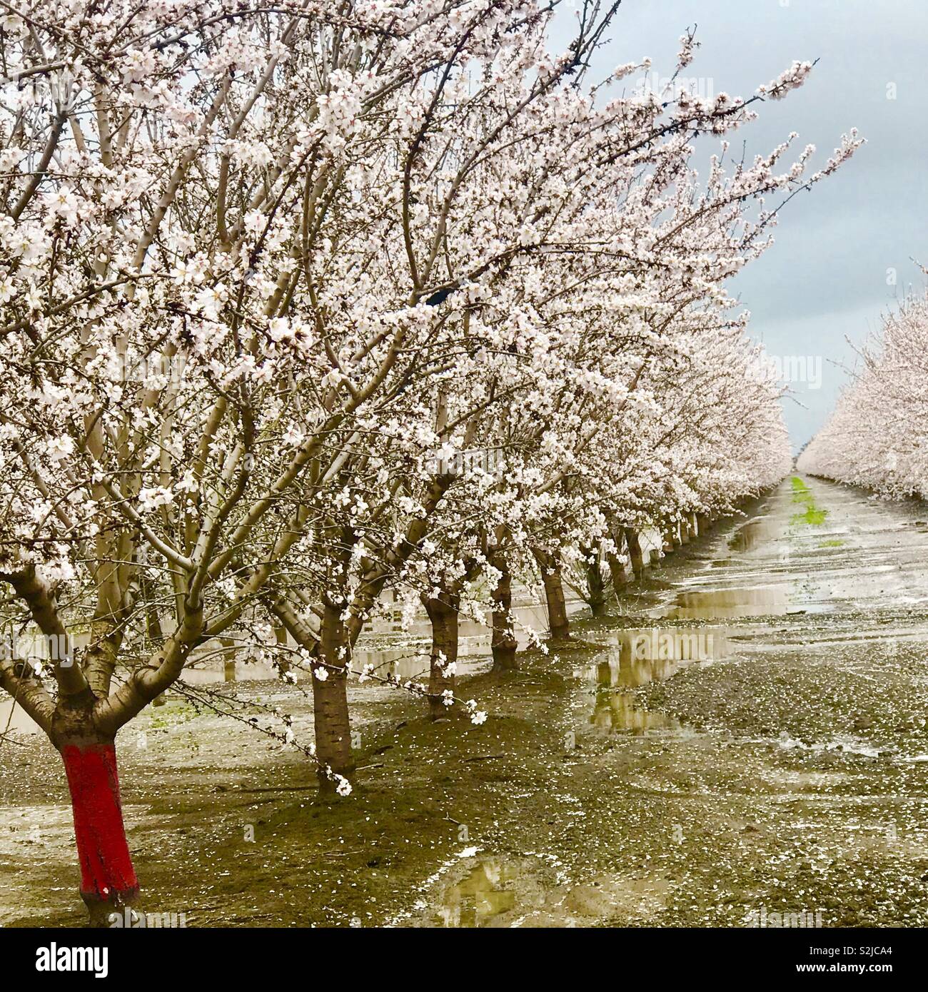 Flowering Almond Trees Stock Photo - Alamy