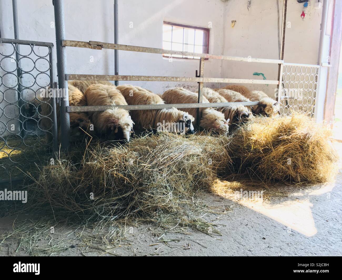 Hungry sheep hi-res stock photography and images - Alamy