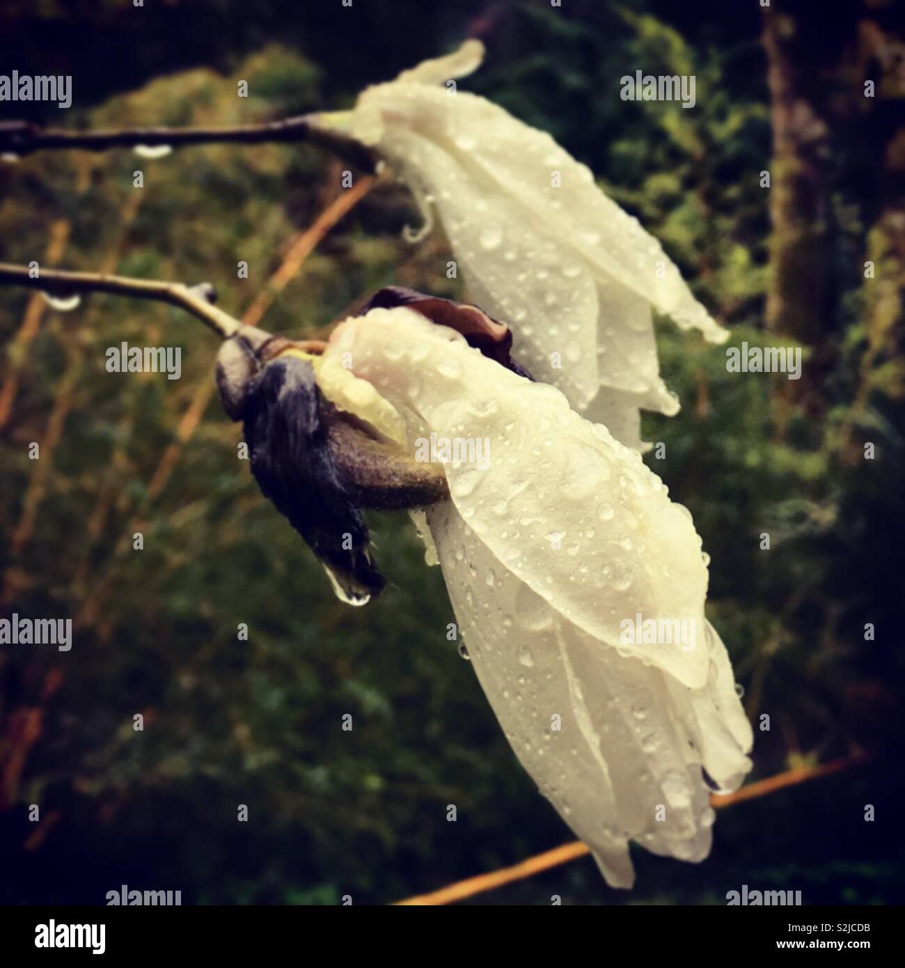 Magnolia bud hi-res stock photography and images - Alamy