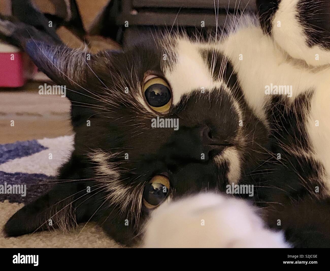 Cute black and white cat Stock Photo - Alamy