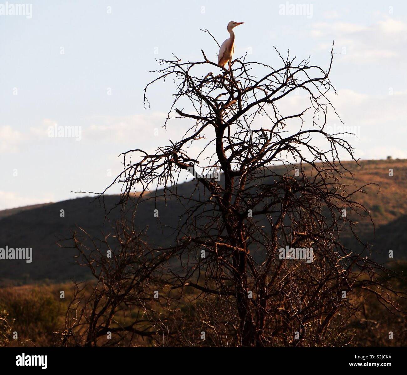 Big bird sitting at the top of a tree in africa Stock Photo - Alamy
