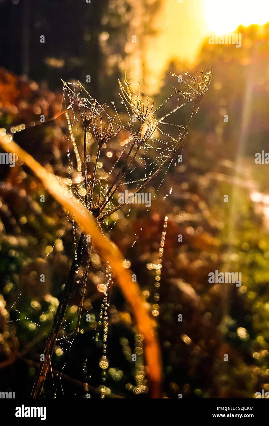 Mother nature’s tears of dew Stock Photo - Alamy