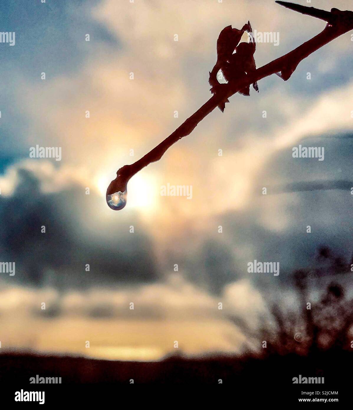 Water drop twig hi-res stock photography and images - Alamy