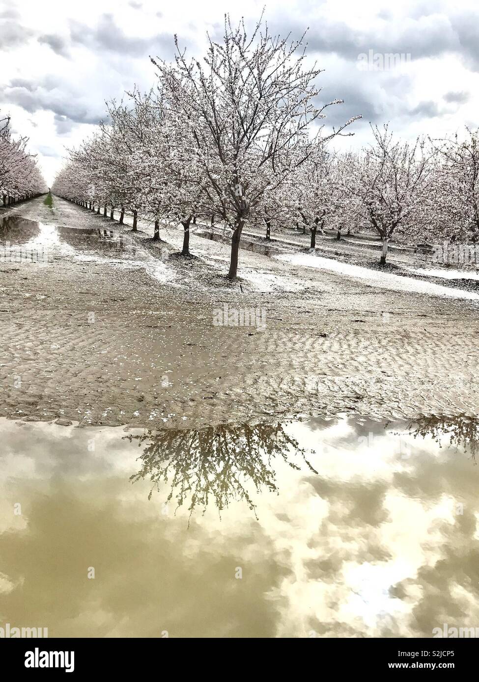 Almond Farm Water High Resolution Stock Photography and Images - Alamy