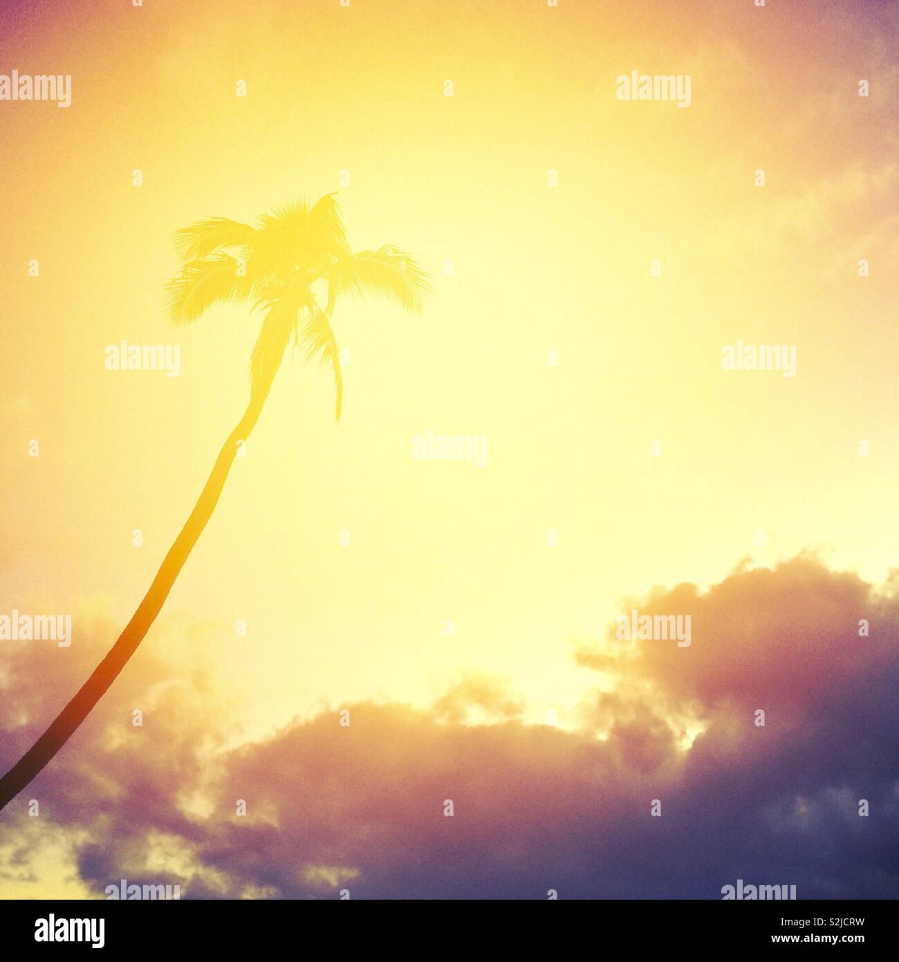 Silhouette of coconut tree hi-res stock photography and images - Alamy