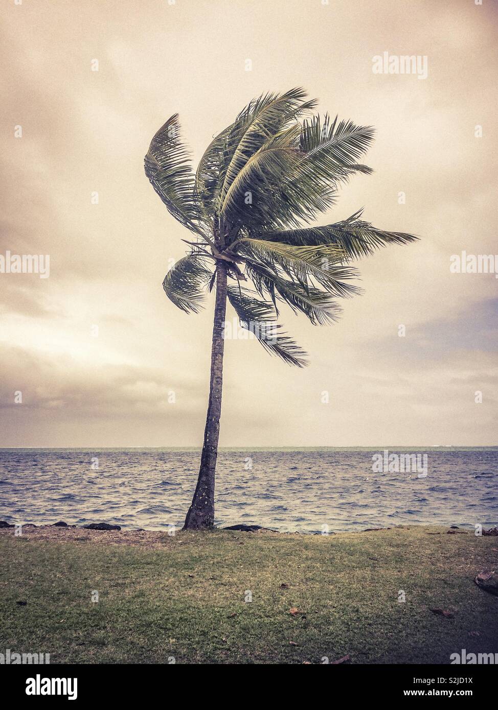 Coconut tree in the wind Stock Photo - Alamy