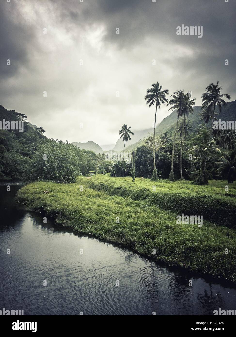 Jungle trees river hi-res stock photography and images - Alamy