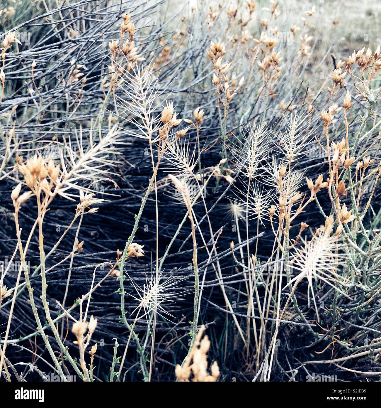 High desert grasses hi-res stock photography and images - Alamy