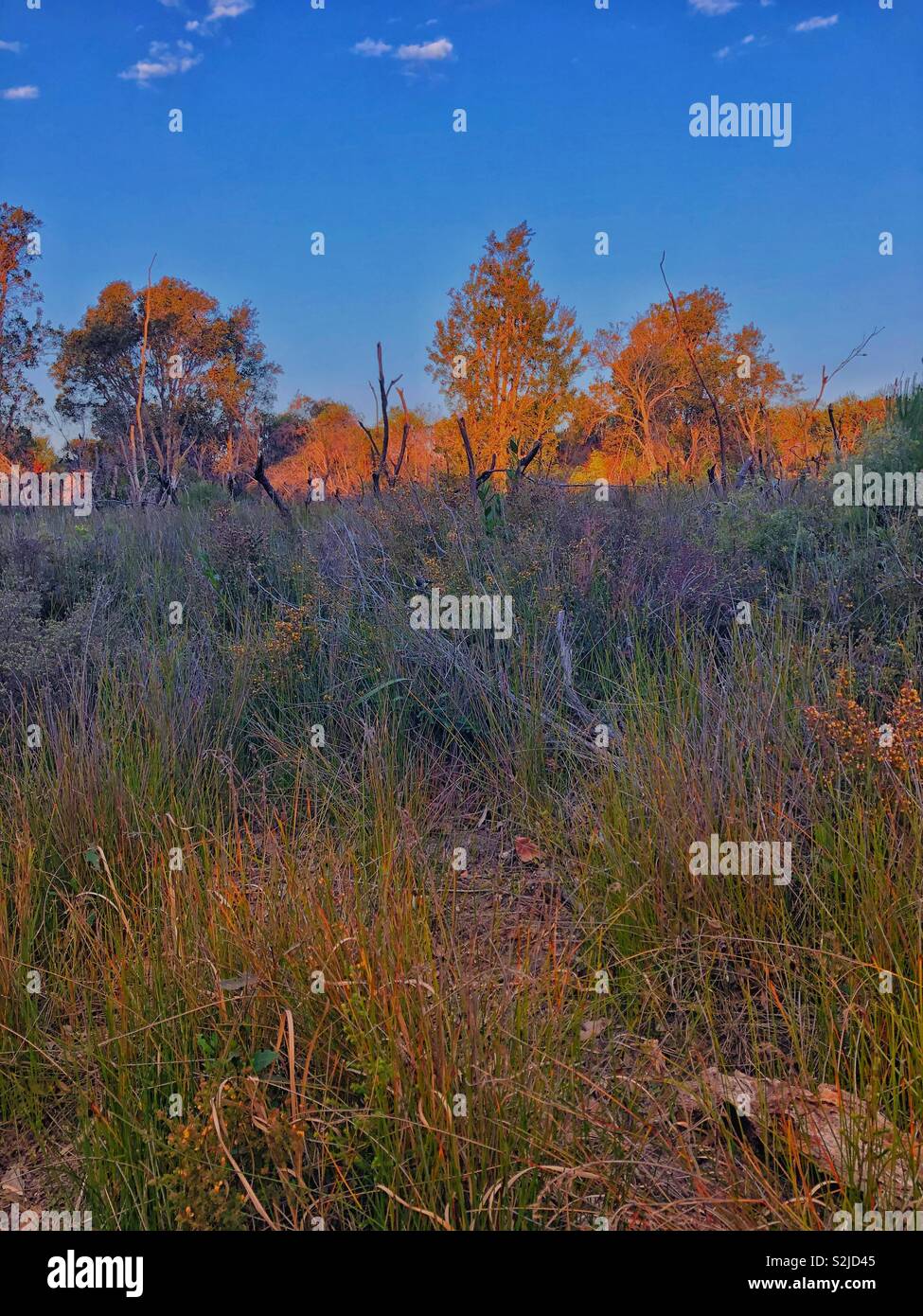 Australian bush sunset hi-res stock photography and images - Alamy