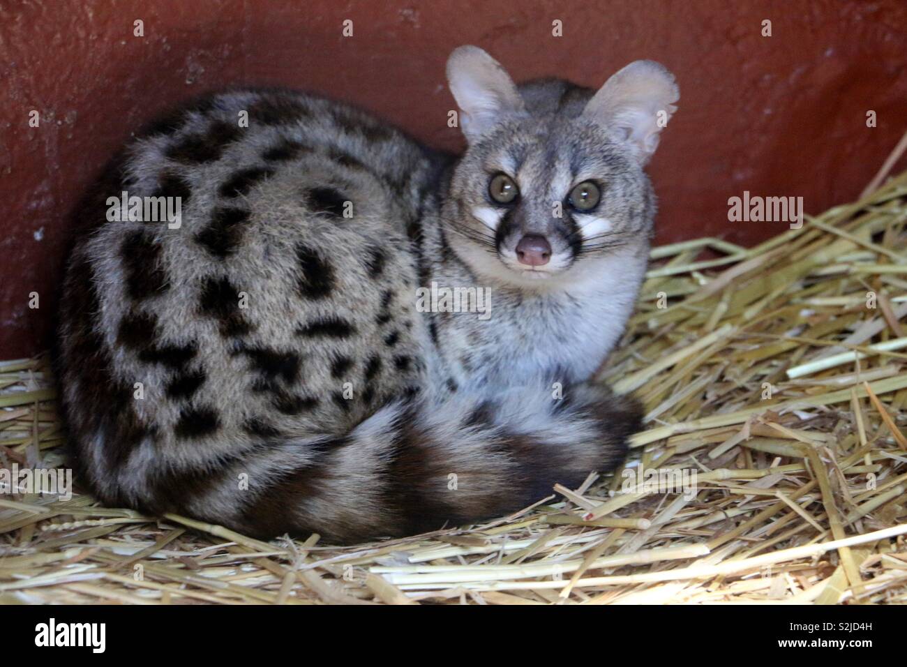 Genet cat hi-res stock photography and images - Alamy