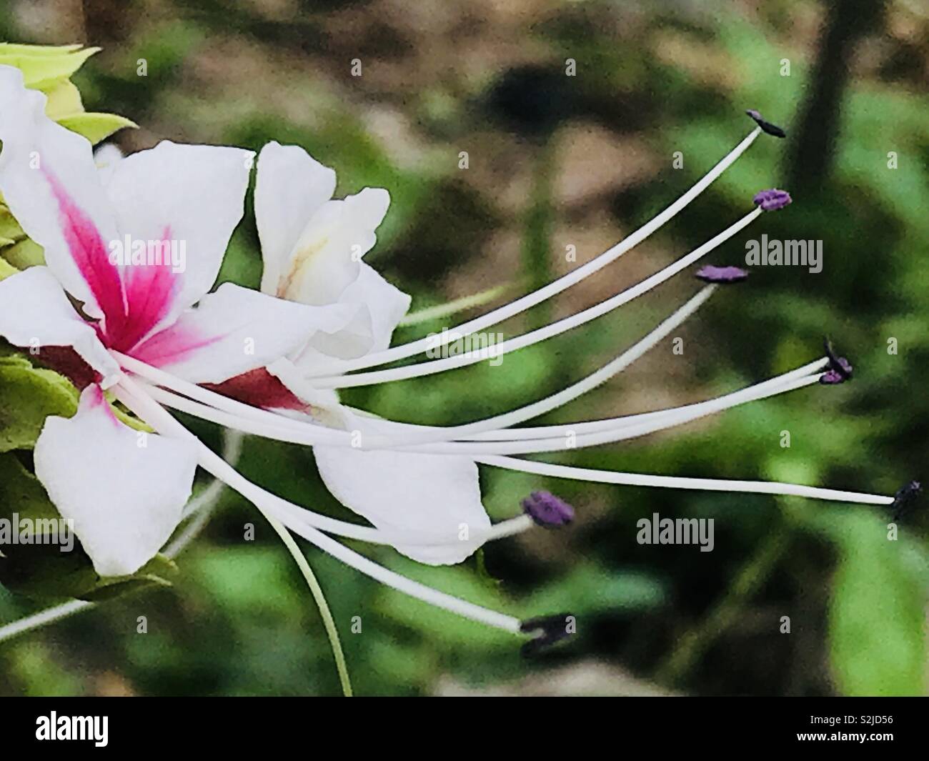 Getting flower hi-res stock photography and images - Alamy