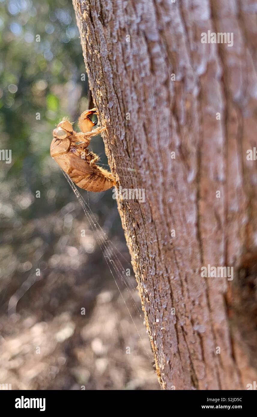 Spider life cycle hi-res stock photography and images - Alamy