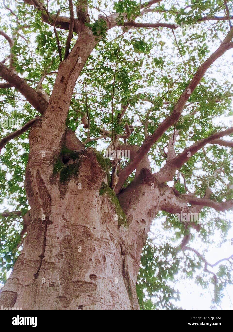 Tree and branches Stock Photo - Alamy