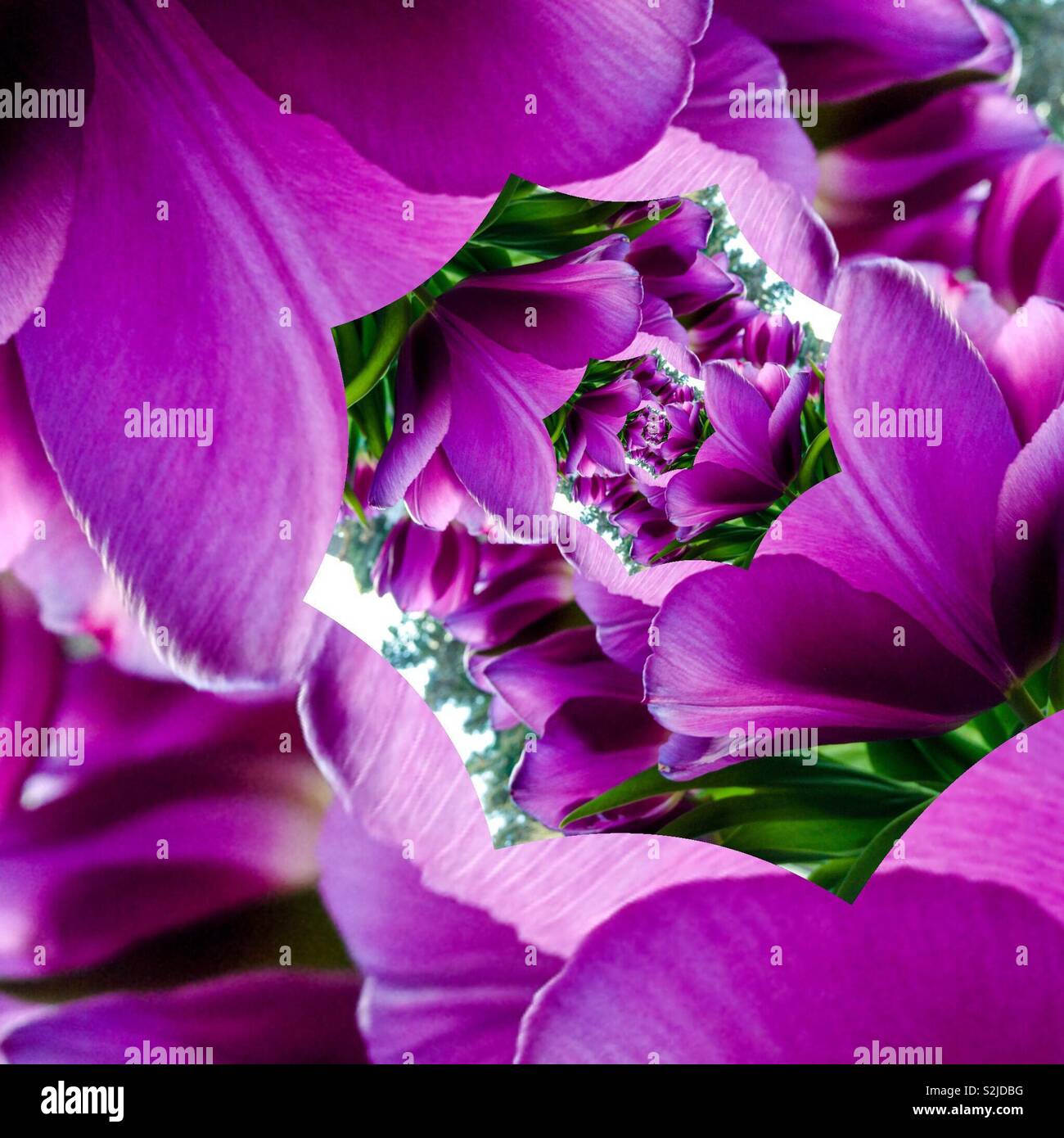 Spiral flower hi-res stock photography and images - Alamy