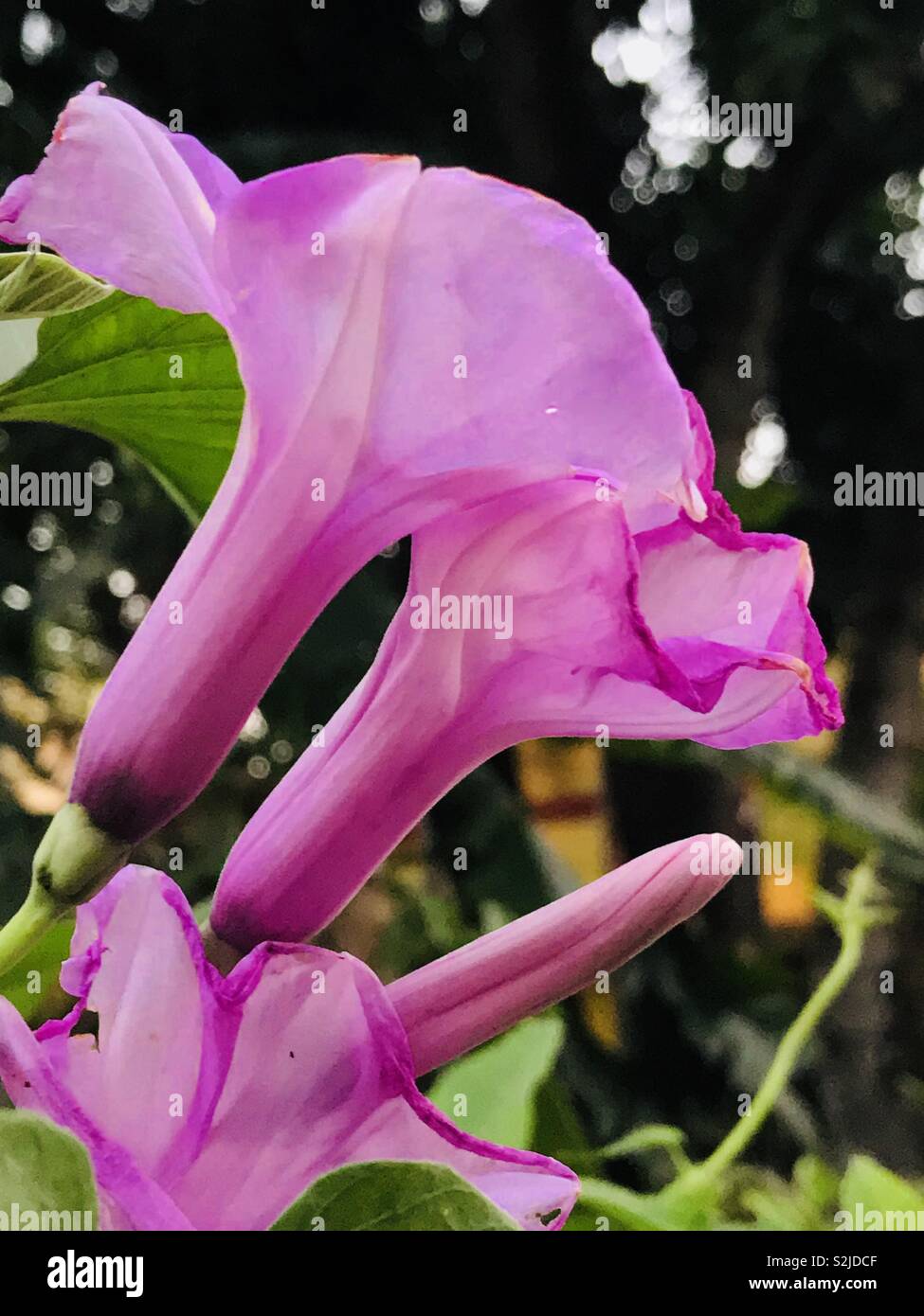 Pore pink flower Stock Photo - Alamy