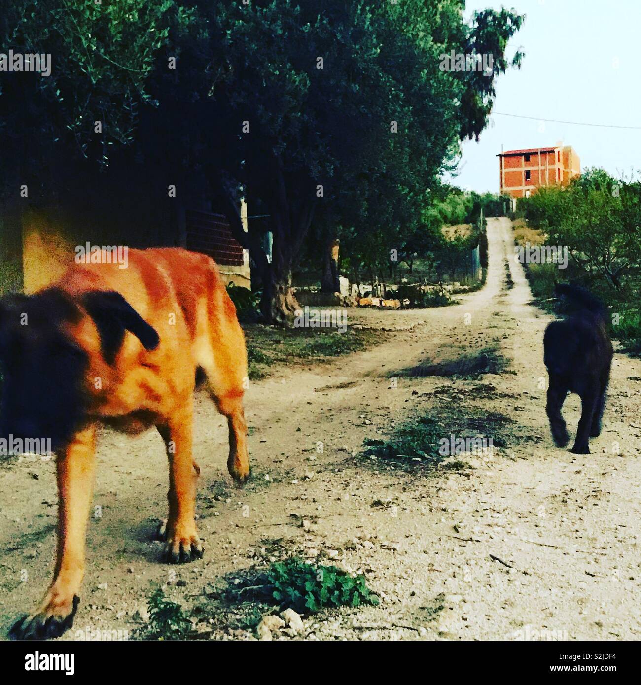 Dog sicily hi-res stock photography and images - Alamy