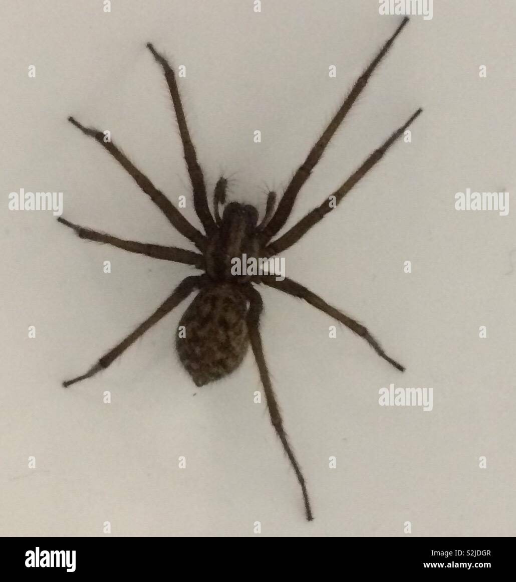 Spider in bath hi-res stock photography and images - Alamy