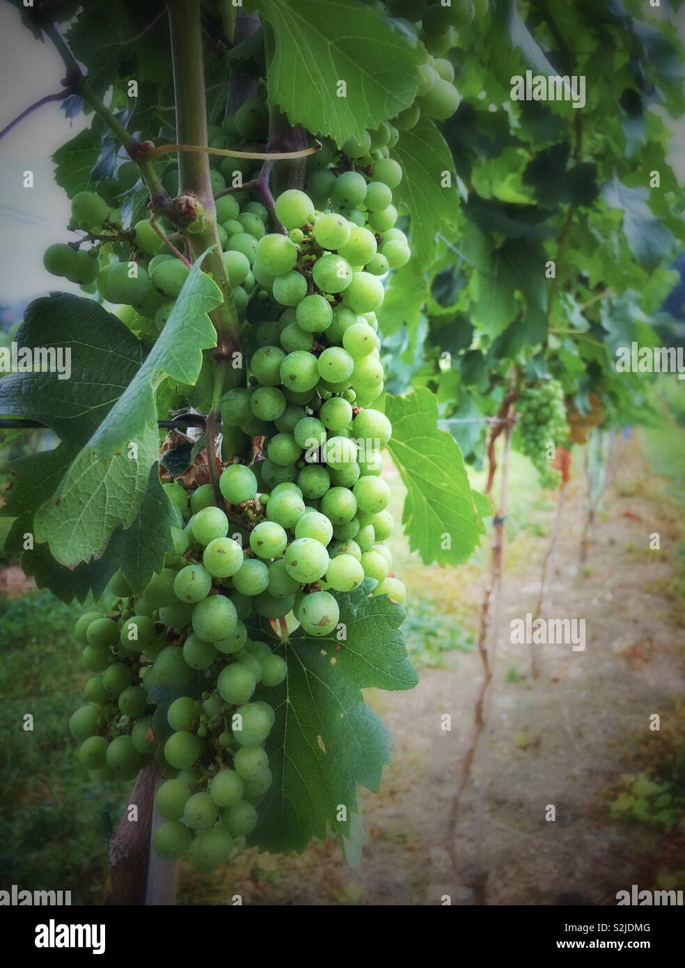 Grape vine in vineyard Stock Photo - Alamy
