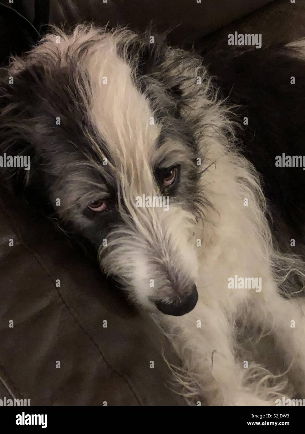 Upset Dog High Resolution Stock Photography and Images - Alamy