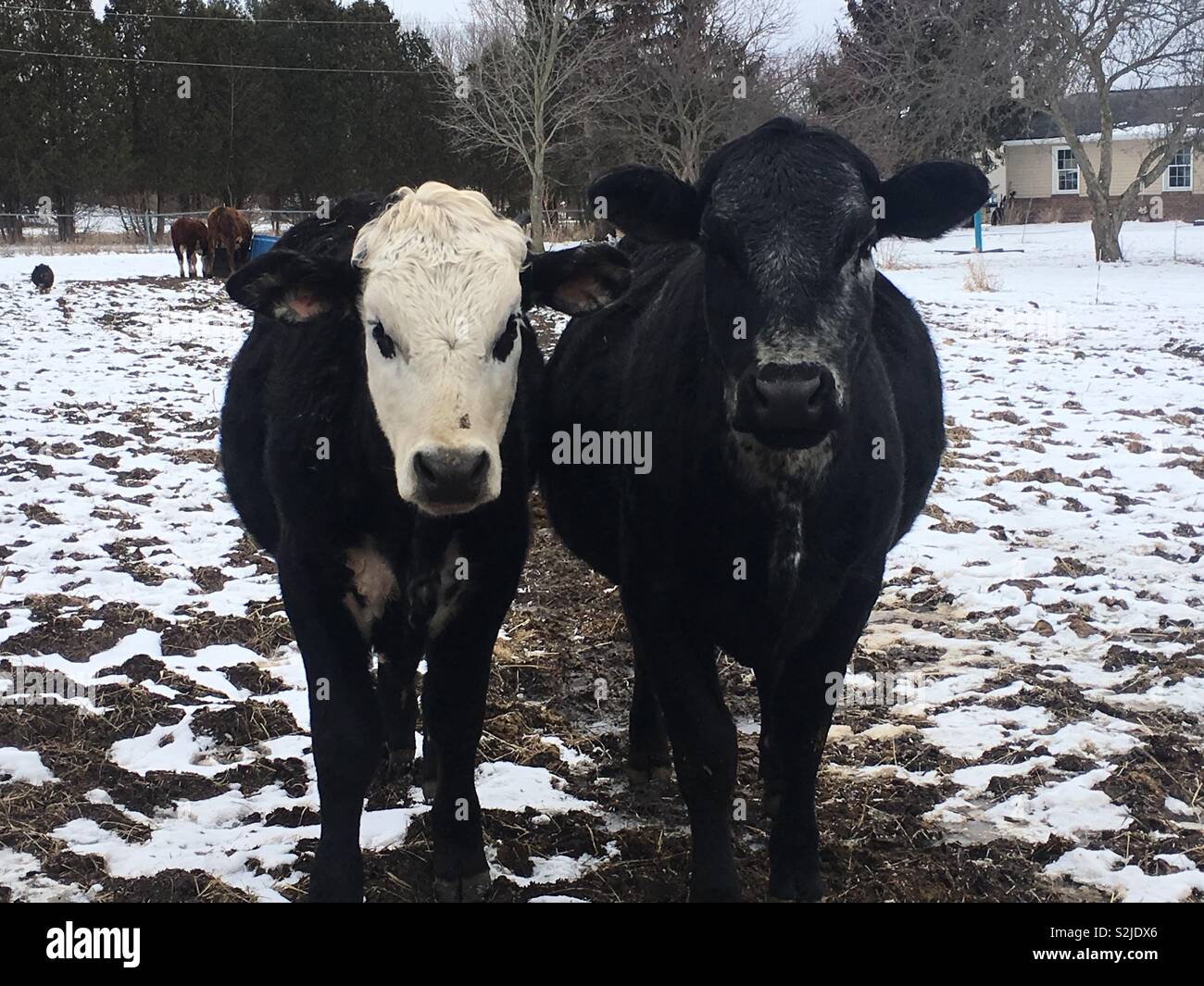 Watching cows hi-res stock photography and images - Alamy