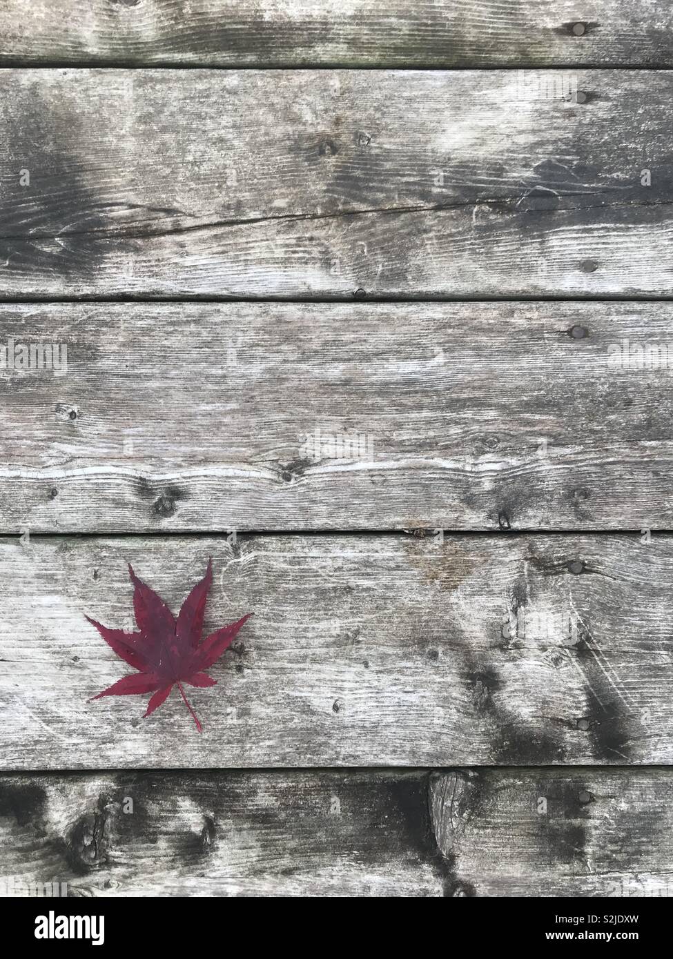 Japanese maple leaf hi-res stock photography and images - Alamy