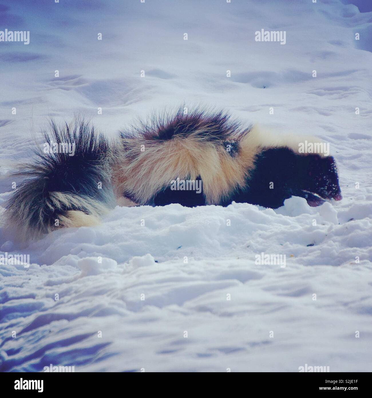 Skunk digging hi-res stock photography and images - Alamy