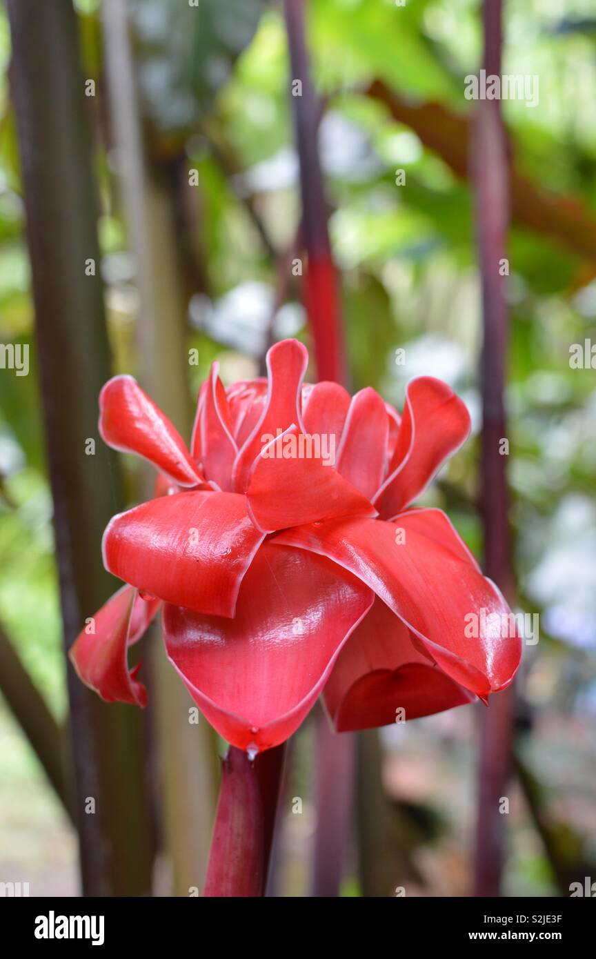 Flower on one of the French Polynesia Island, not sure which one ...